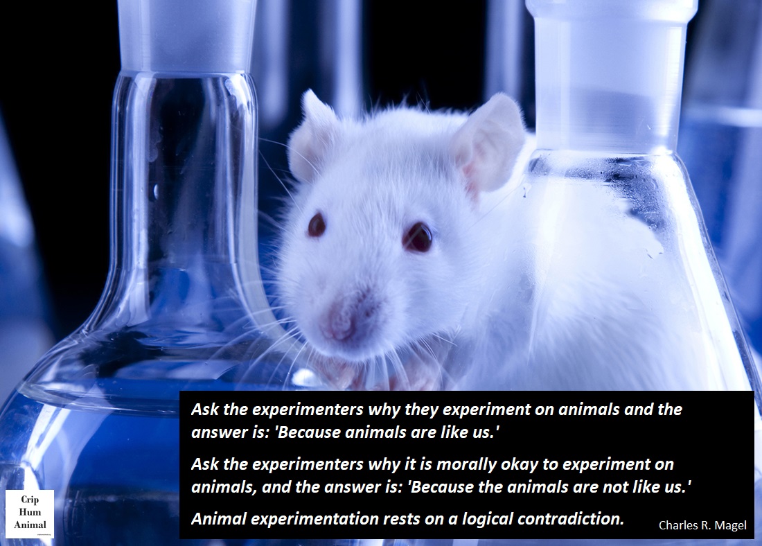 Animal experimentation rests on a logical contradiction – Crip HumAnimal