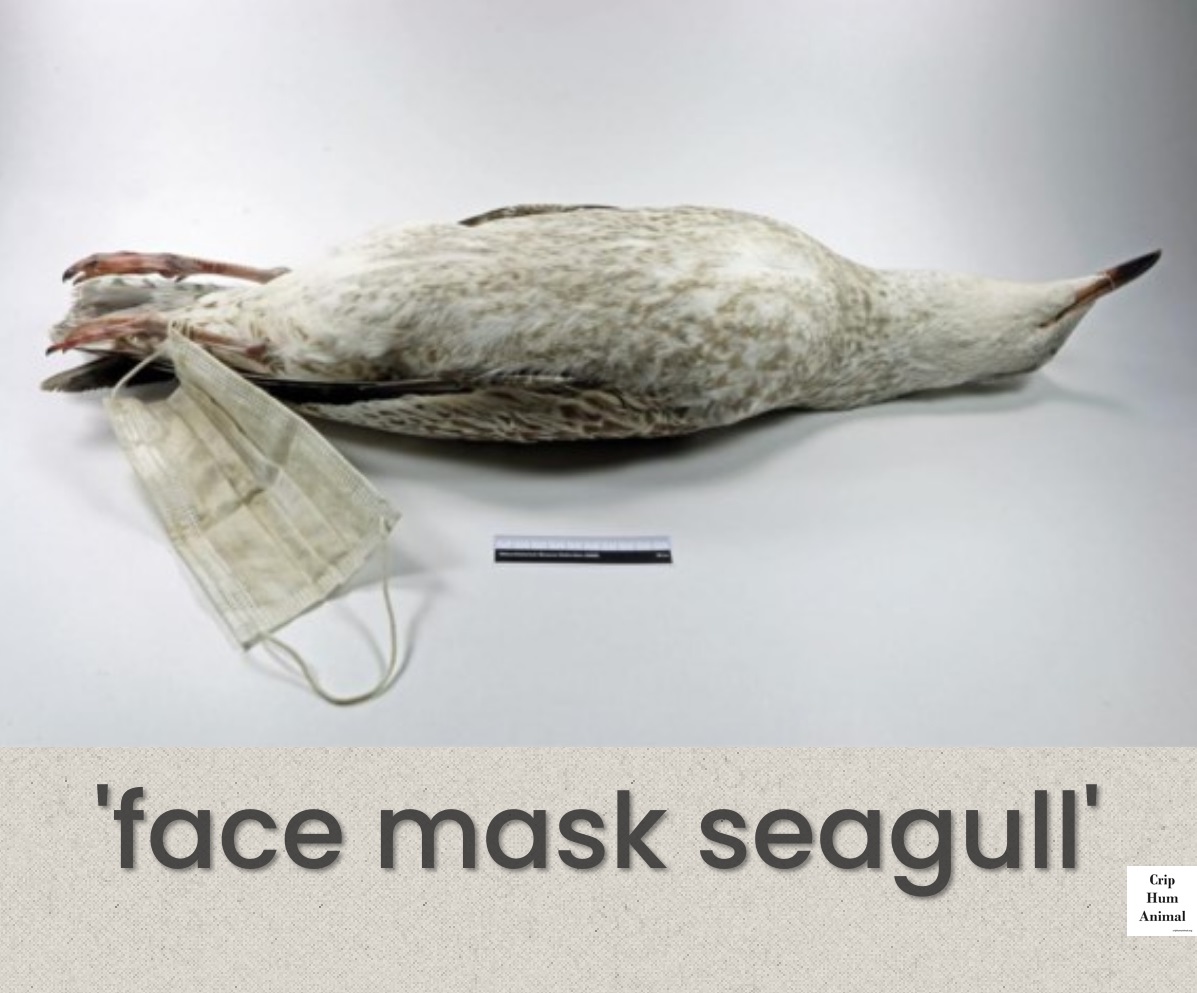 ‘Face mask seagull’ in Natural history museum – Crip HumAnimal