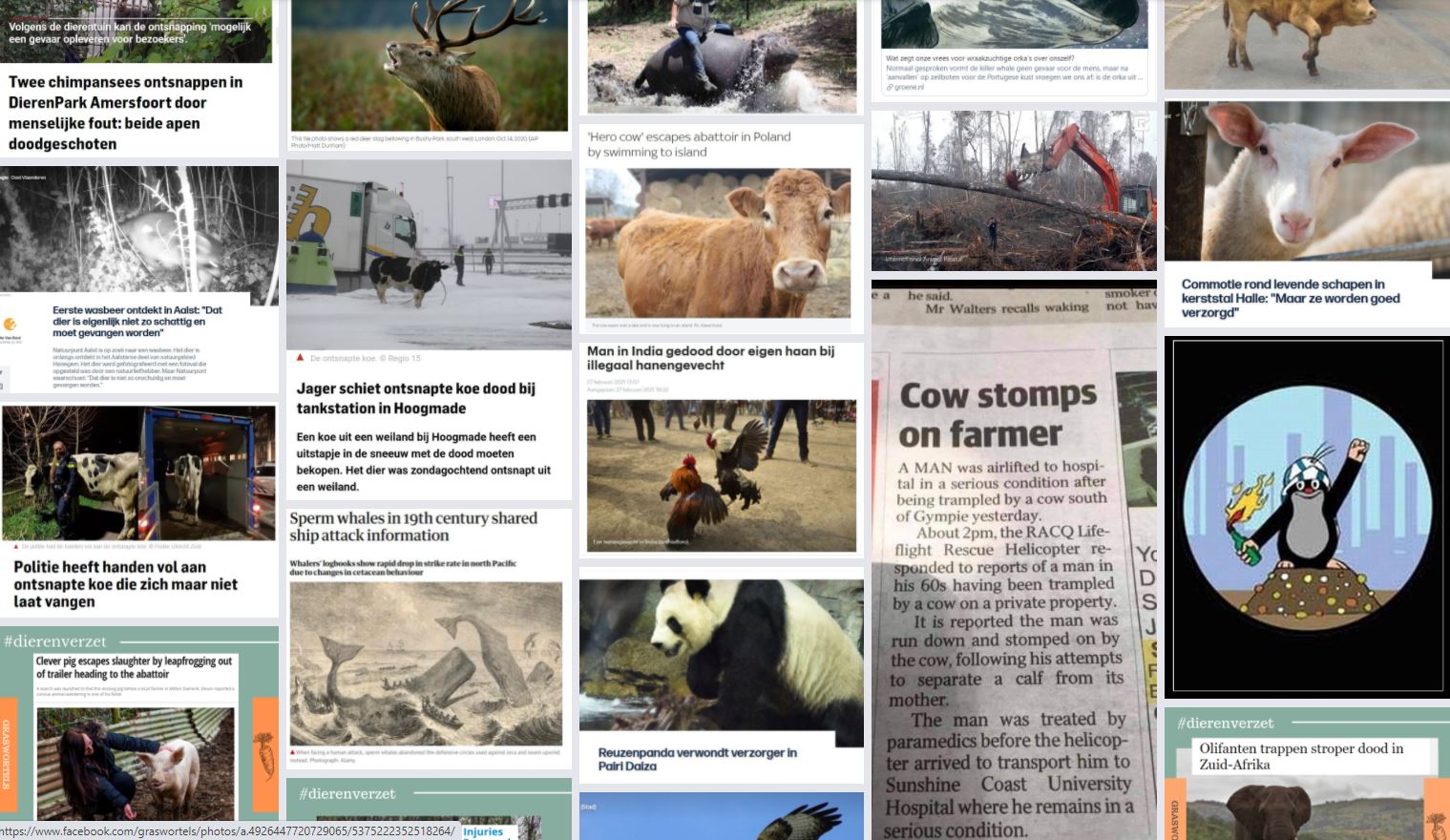 About animal resistance, human saviourism and challenging the ...