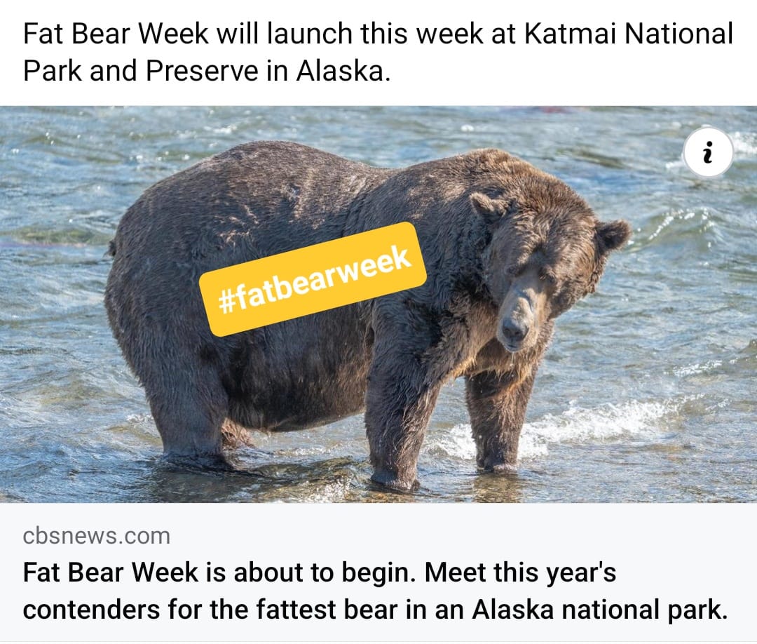 Fat Bear week – Crip HumAnimal